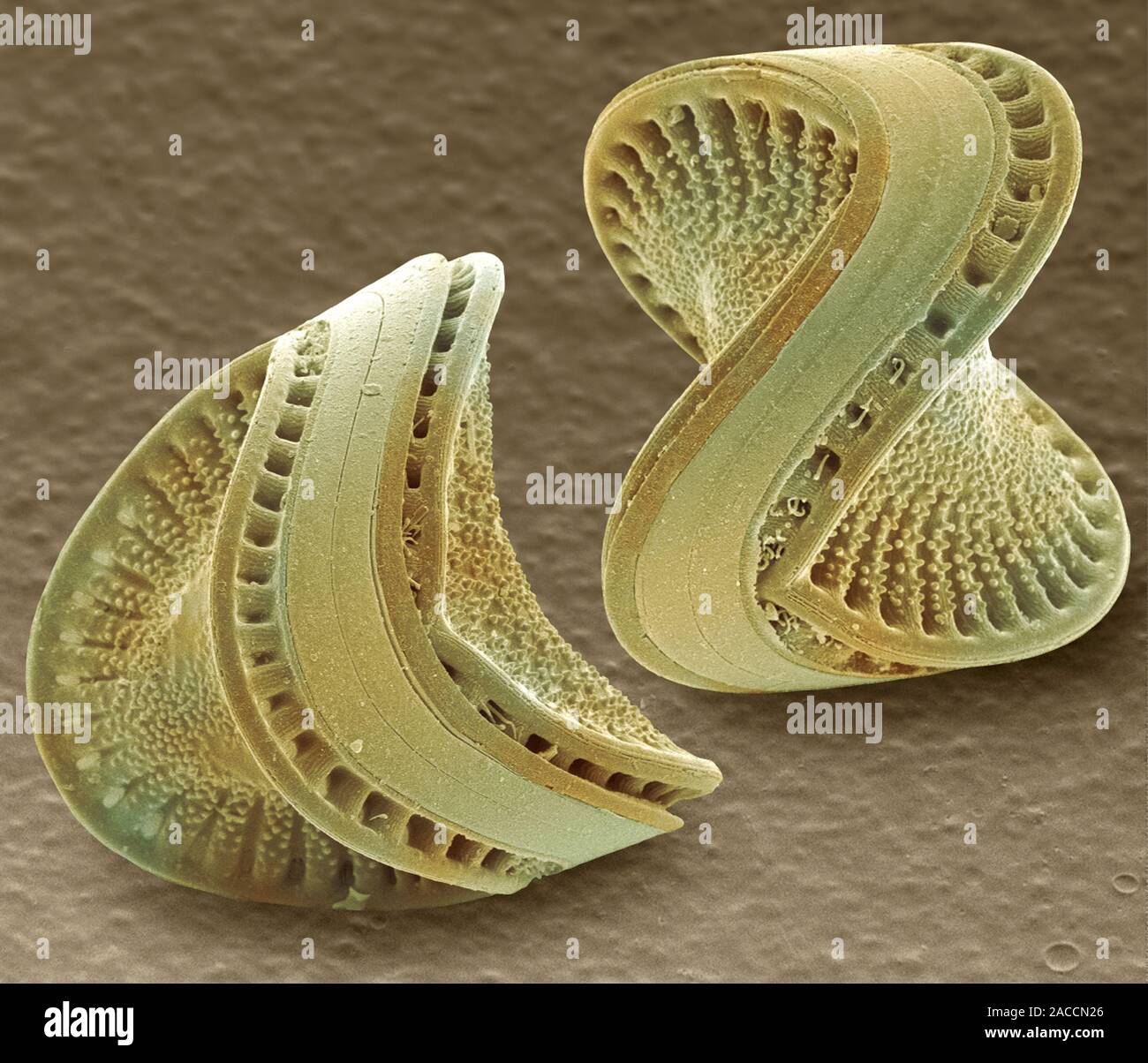 Diatoms. Coloured scanning electron micrograph (SEM) of two ...