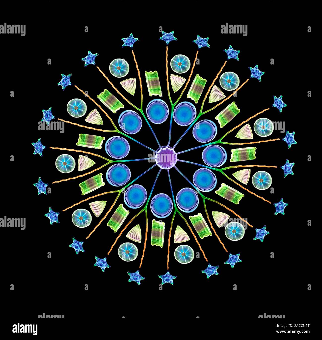 Diatoms. Coloured scanning electron micrographs (SEMs) of a circular ...