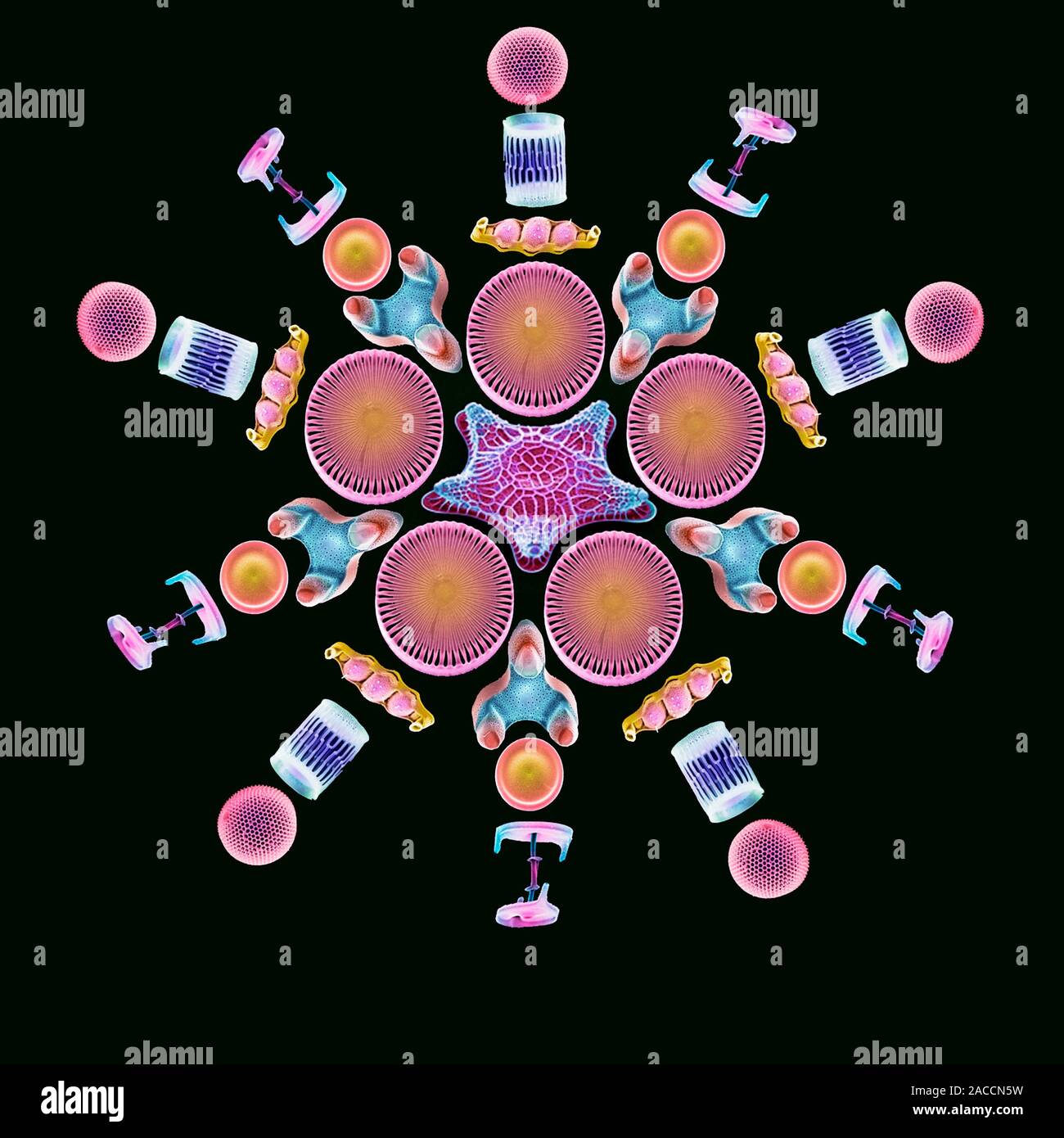 Diatoms. Coloured scanning electron micrographs (SEMs) of a circular ...