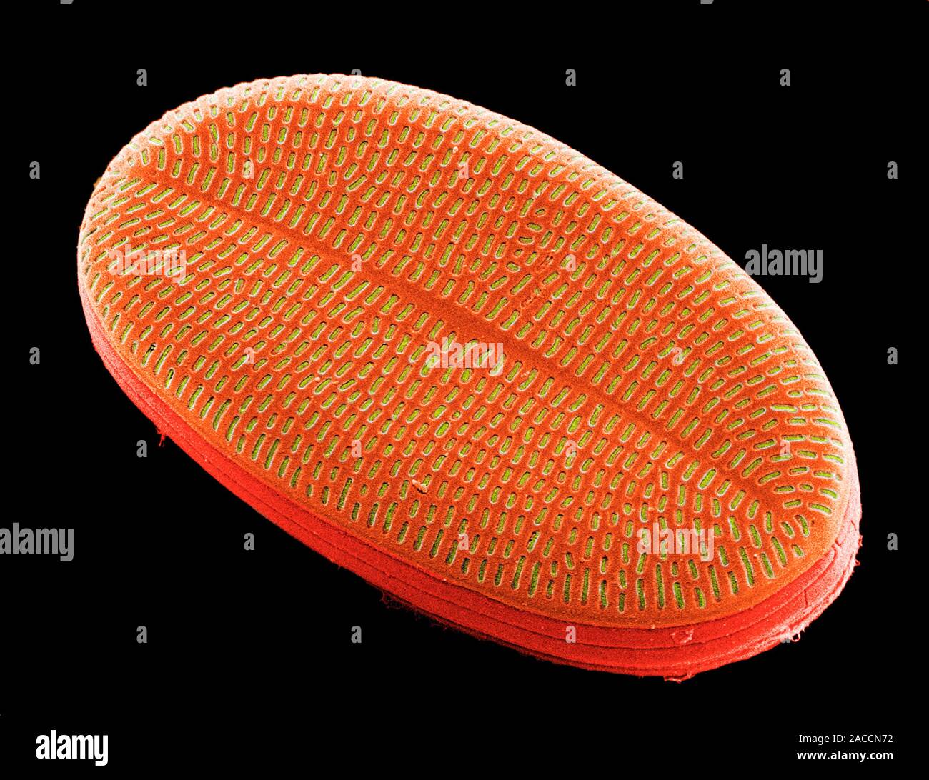 Diatom. Coloured scanning electron micrograph (SEM) of a diatom. The ...