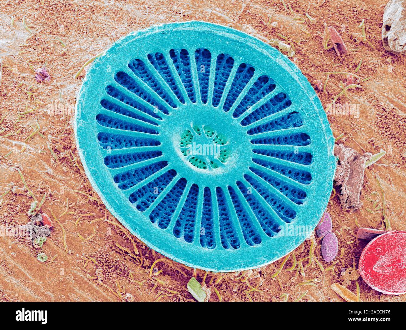 Diatom. Coloured scanning electron micrograph (SEM) of a diatom alga. A ...