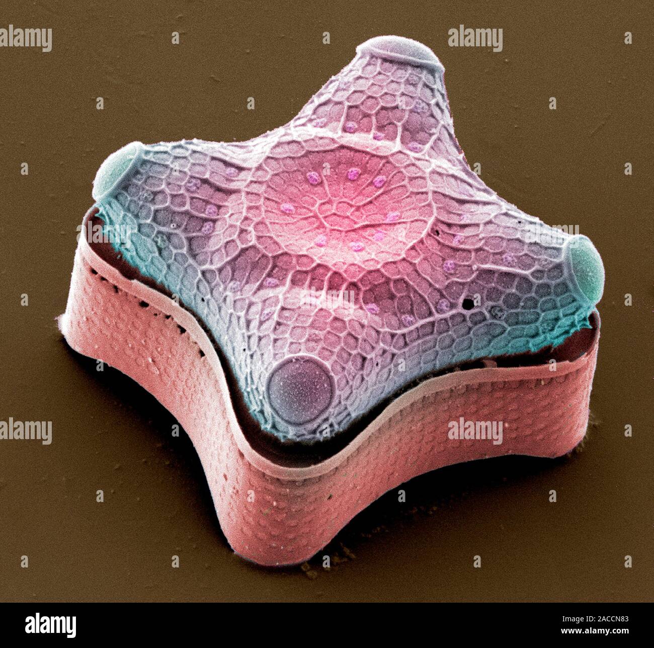 Diatom. Coloured scanning electron micrograph (SEM) of a diatom. The ...