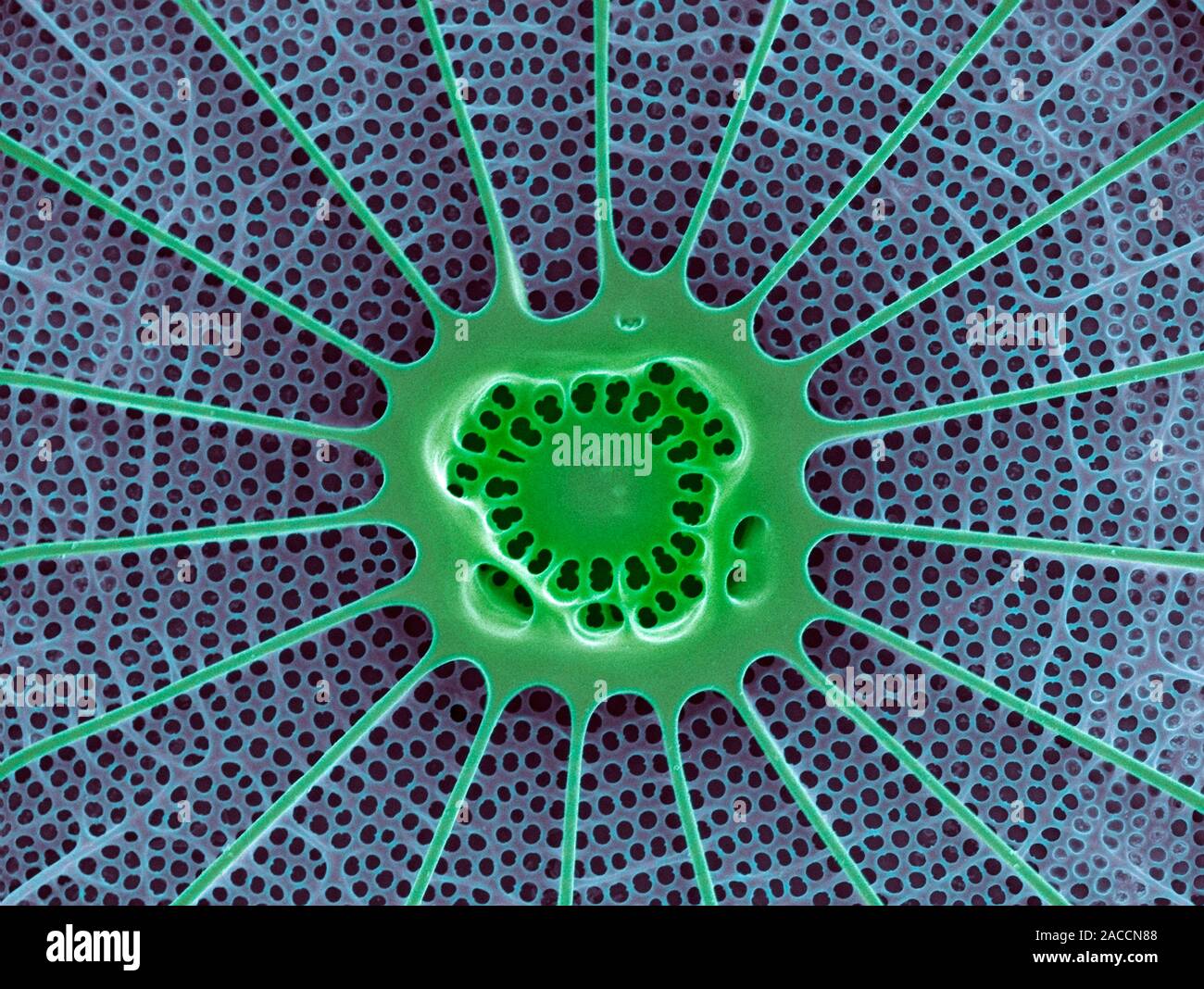 Diatom. Coloured scanning electron micrograph (SEM) of a diatom's ...