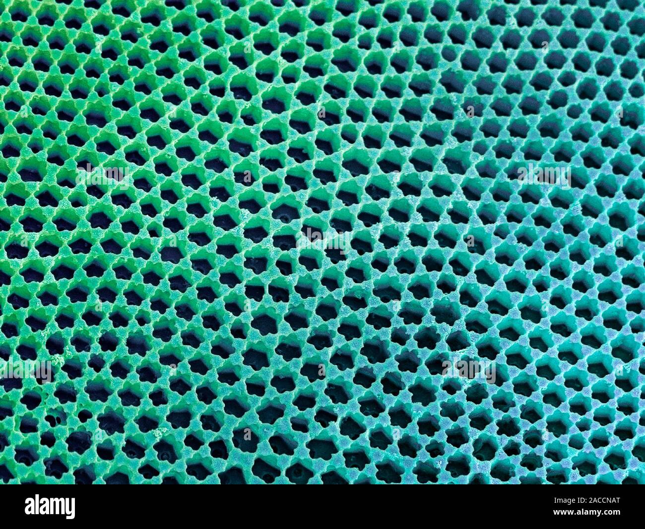 Diatom cell wall. Coloured scanning electron micrograph (SEM) of the ...