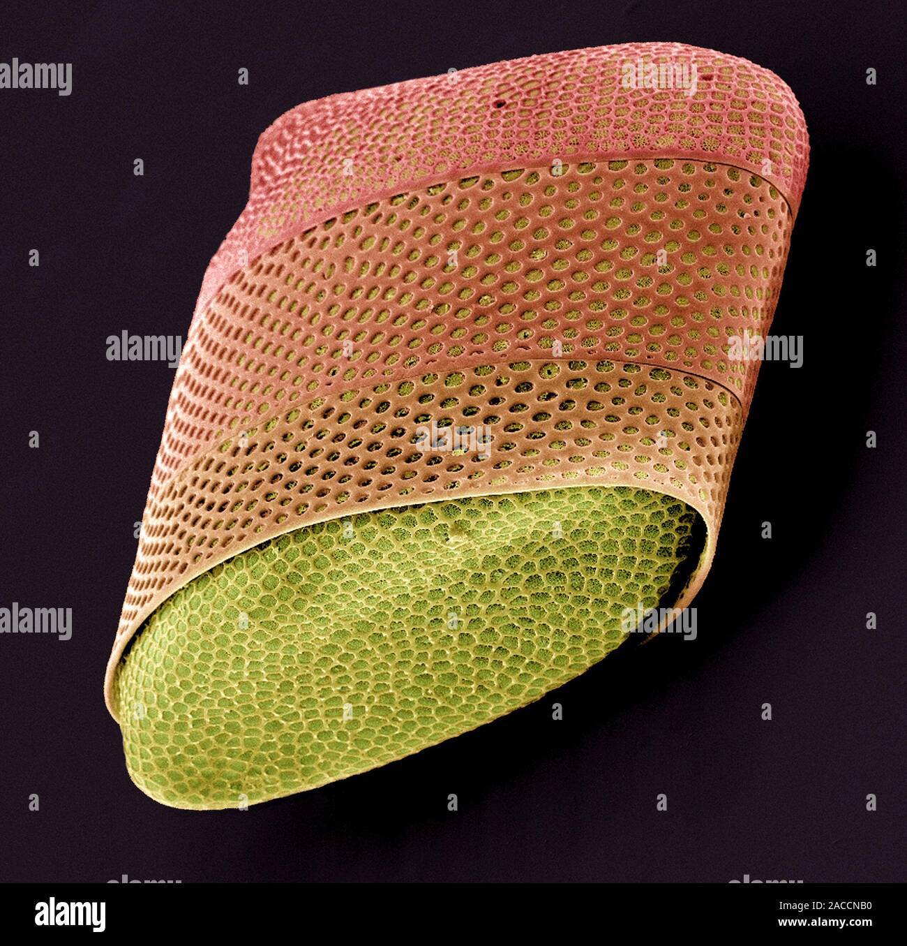 Diatom. Coloured scanning electron micrograph (SEM) of a Biddulphia sp ...