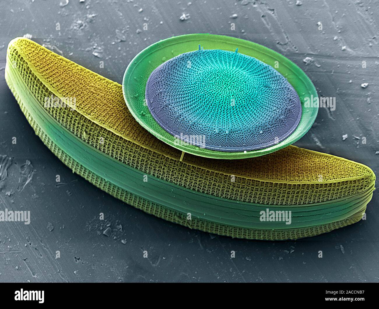 Diatoms, coloured scanning electron micrograph (SEM). These are marine ...