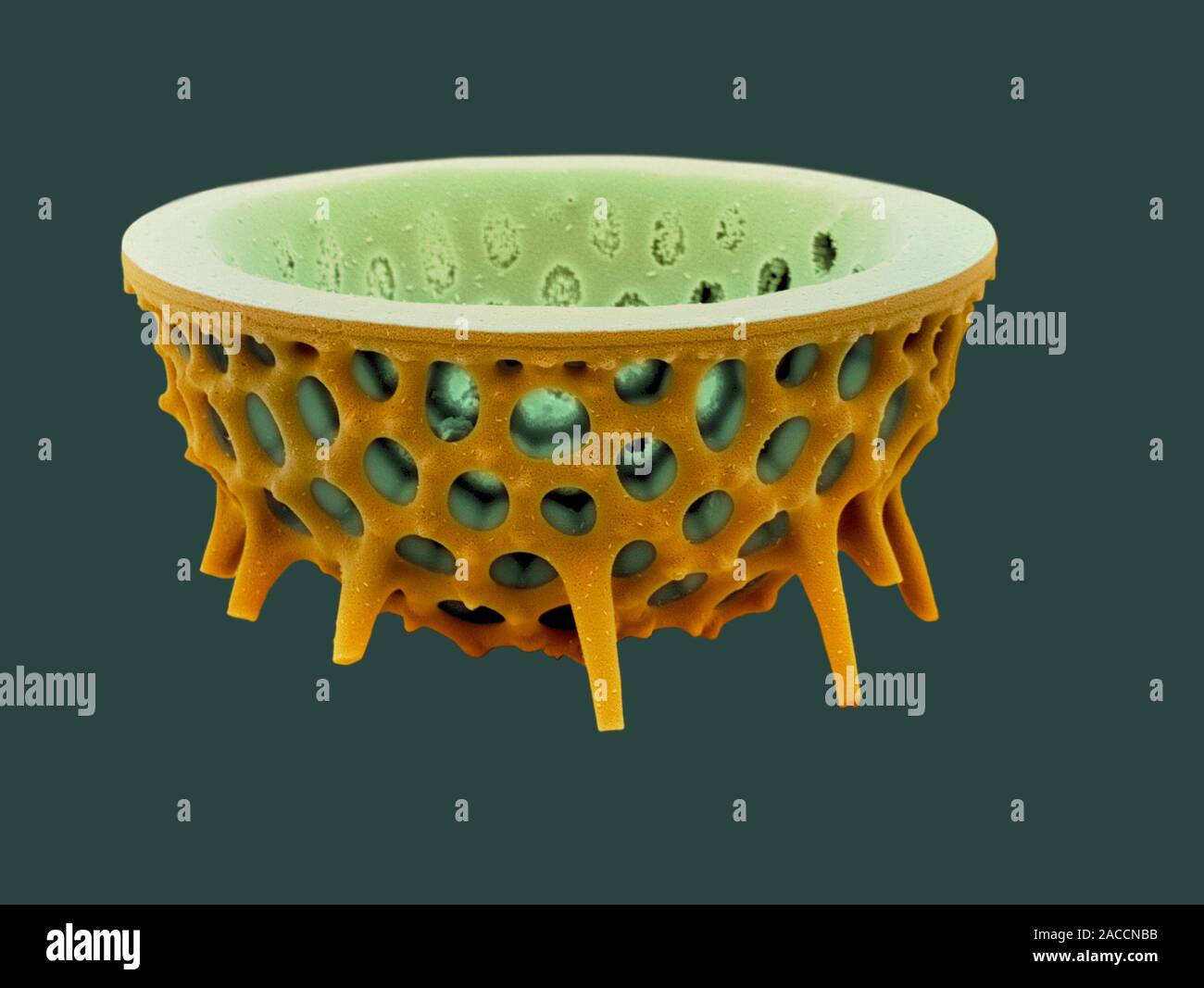 Diatom, coloured scanning electron micrograph (SEM). The diatoms are a ...