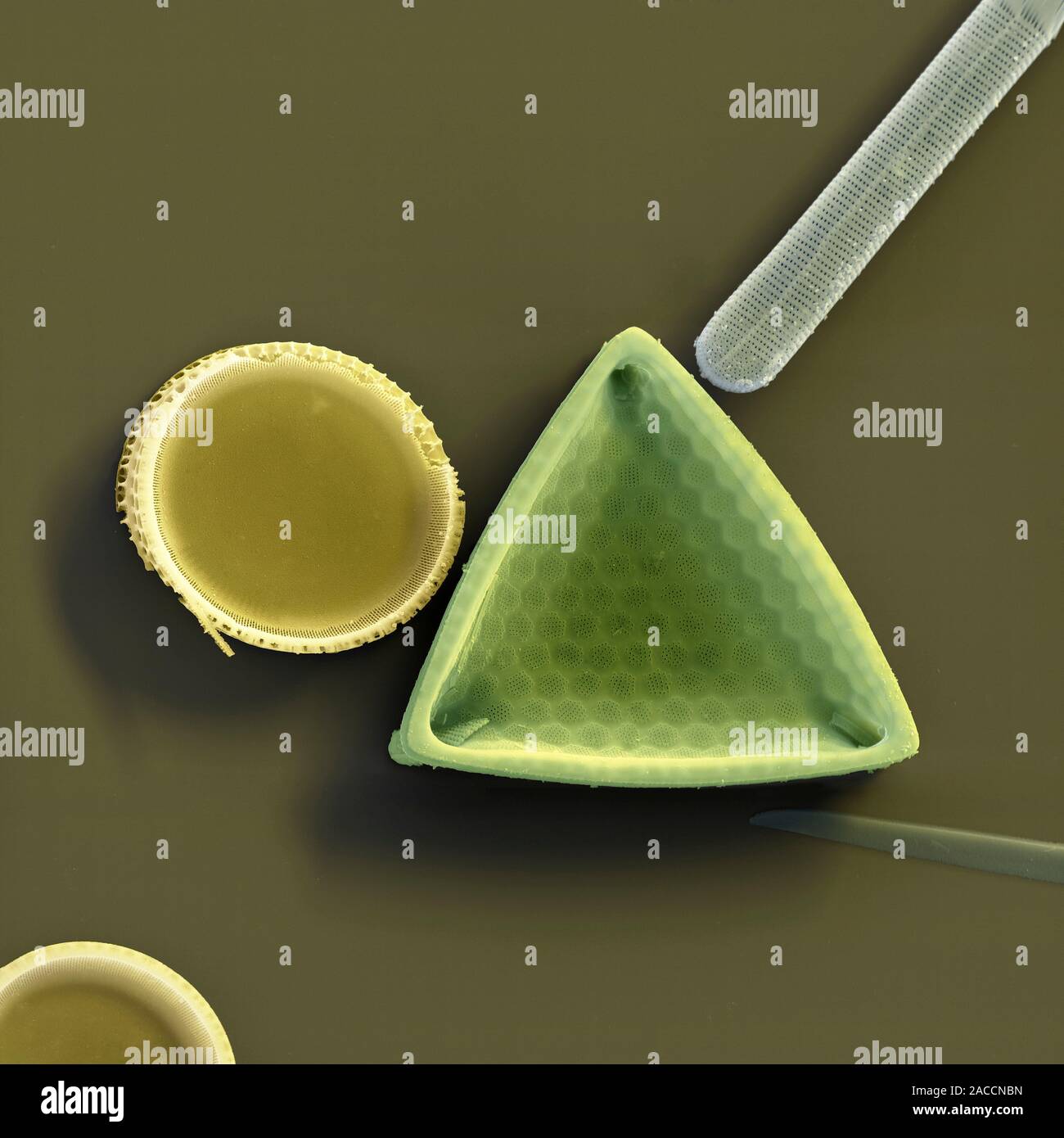 Diatoms. Coloured scanning electron micrograph (SEM) of Paralia sp ...
