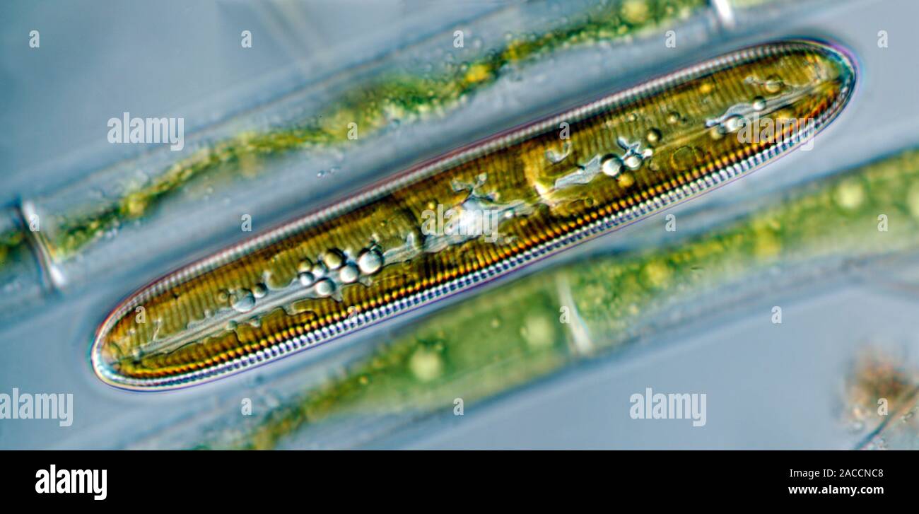 Diatom, light micrograph. Diatoms are a group of photosynthetic, single ...