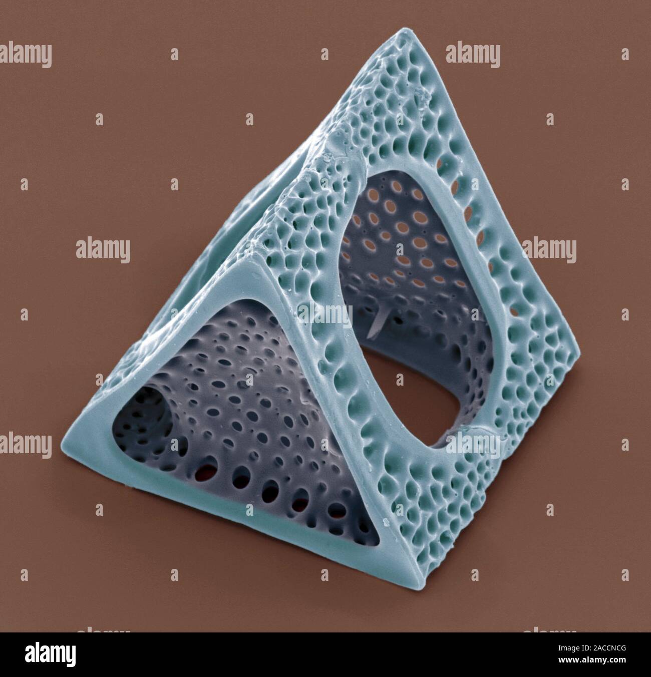 Diatom. Coloured scanning electron micrograph (SEM) of a Triceratium sp ...