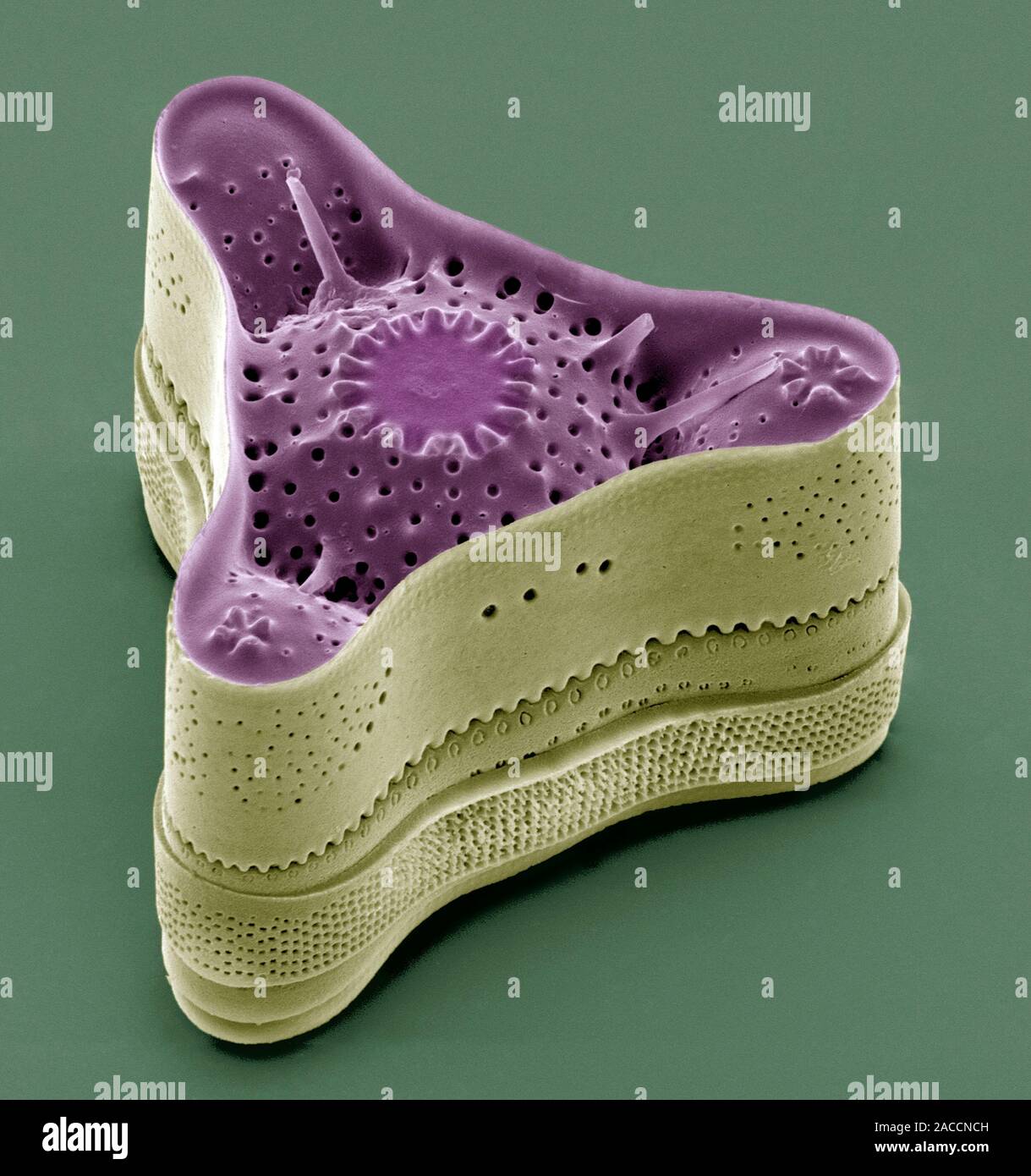 Diatom. Coloured scanning electron micrograph (SEM) of a Triceratium ...