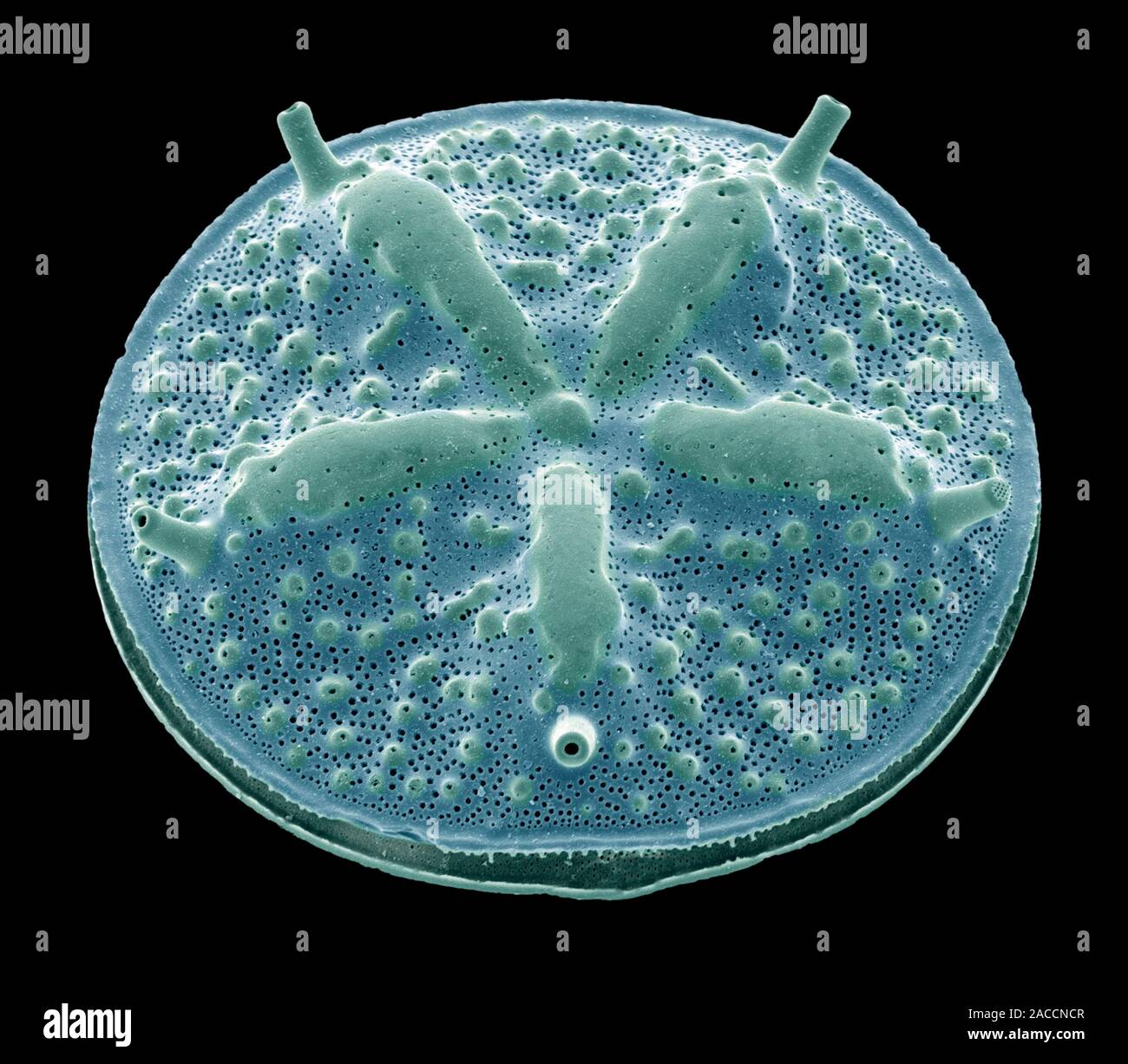 Diatom. Coloured scanning electron micrograph (SEM) of a diatom ...