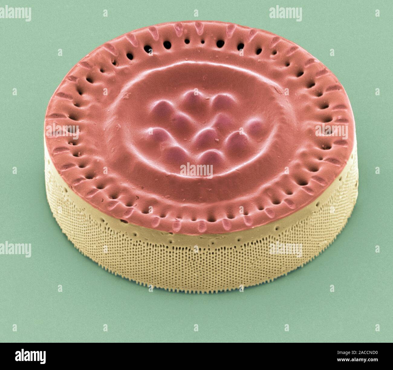 Diatom. Coloured scanning electron micrograph (SEM) of a Melosira ...