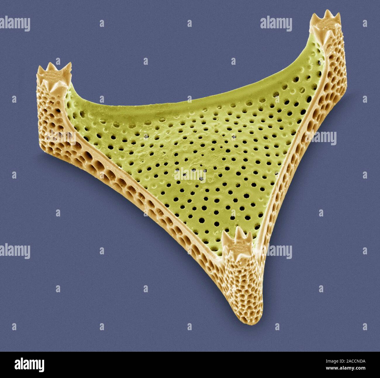 Diatom. Coloured scanning electron micrograph (SEM) of a Triceratium sp ...