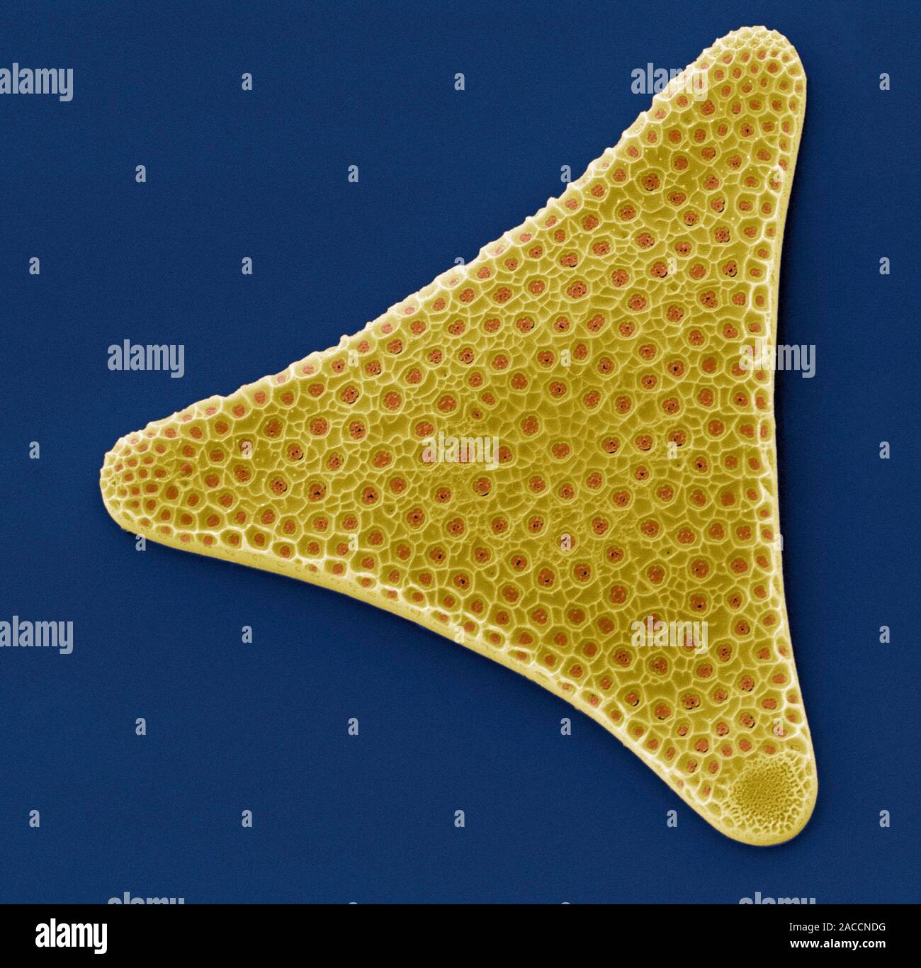 Diatom. Coloured scanning electron micrograph (SEM) of a diatom ...