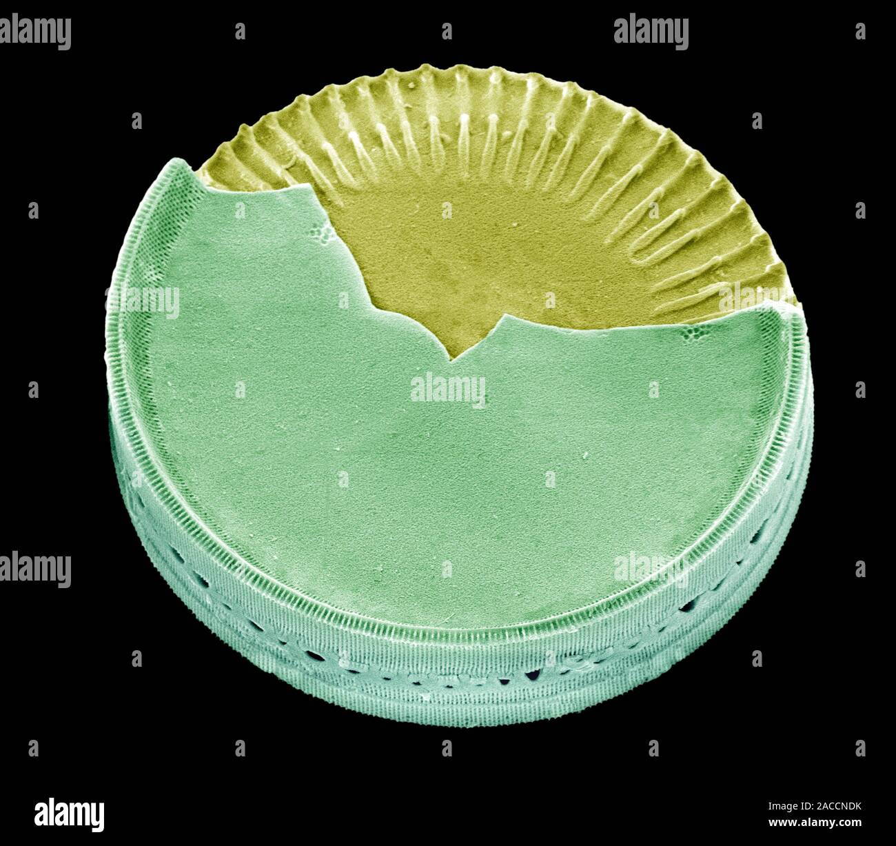 Diatom. Coloured scanning electron micrograph (SEM) of a Cyclotella sp ...