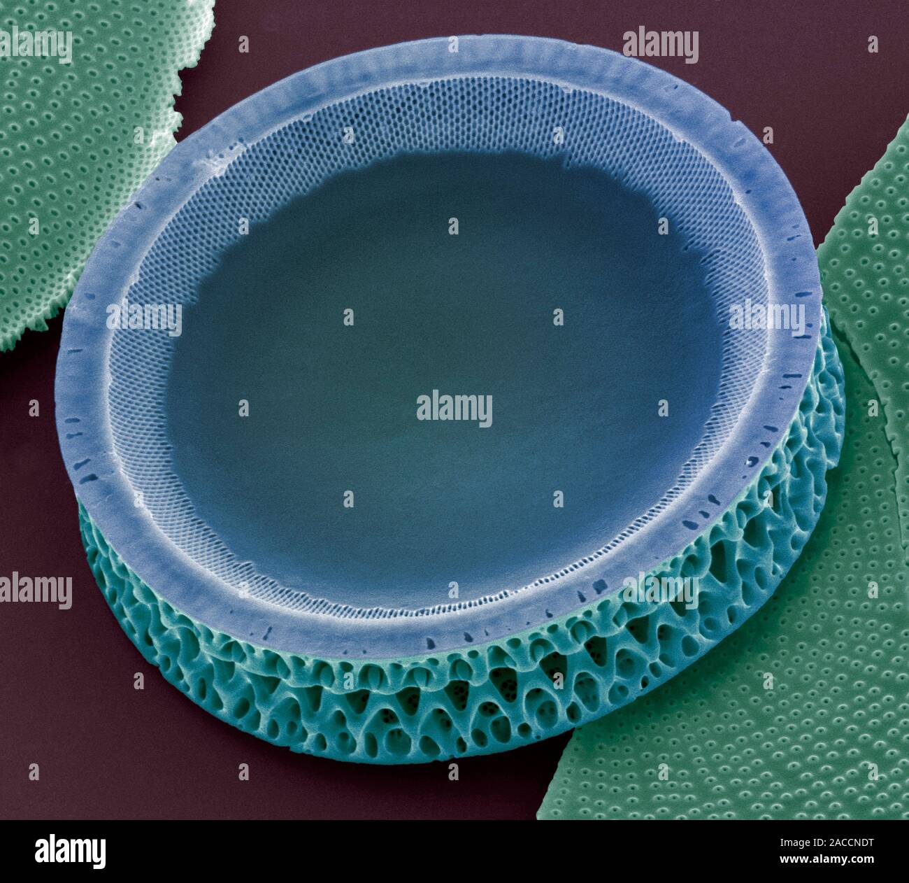 Diatom. Coloured scanning electron micrograph (SEM) of a diatom ...