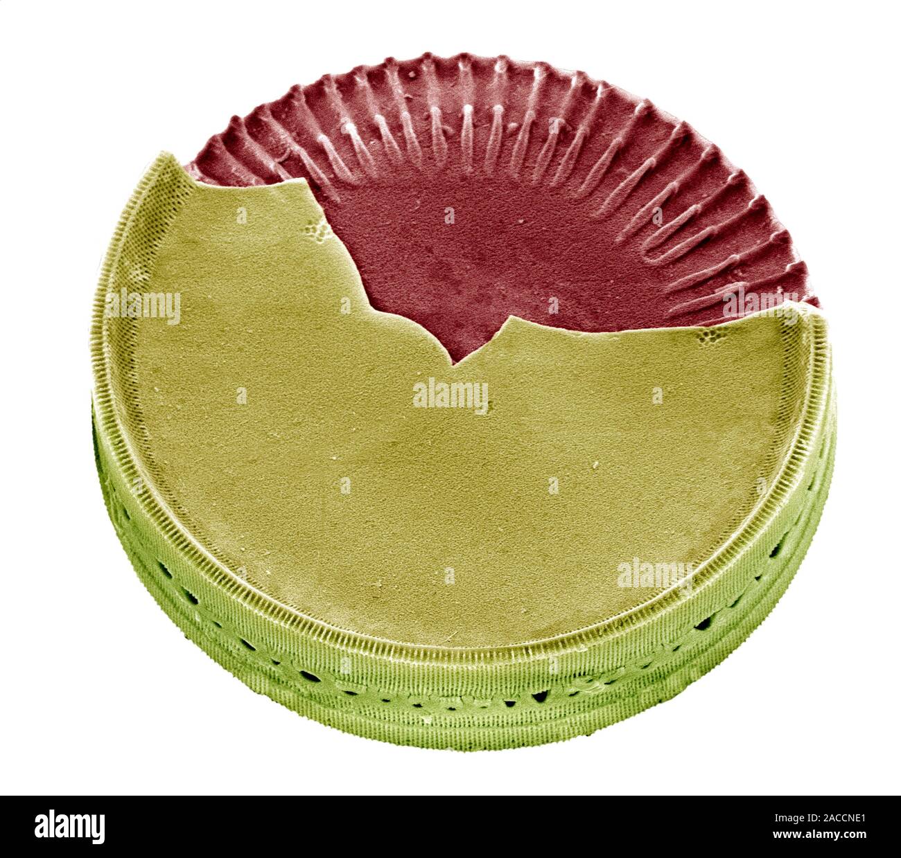Diatom. Coloured scanning electron micrograph (SEM) of a Cyclotella sp ...