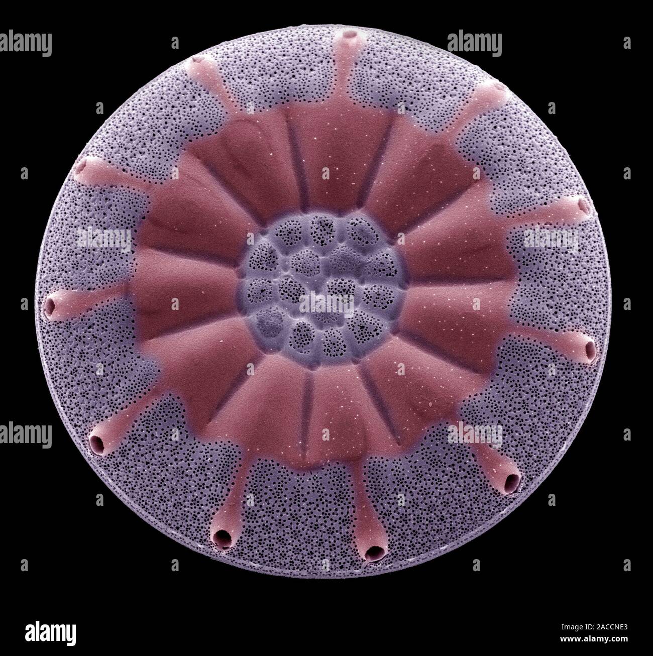 Diatom. Coloured scanning electron micrograph (SEM) of an Amphora sp ...