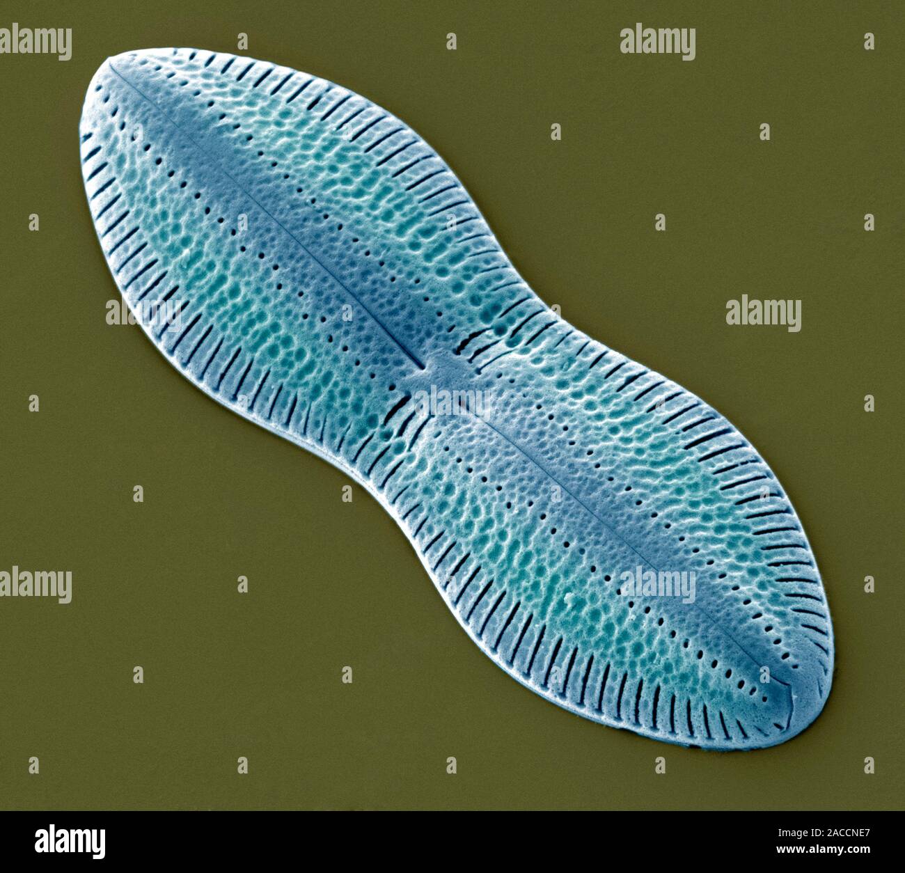 Diatom. Coloured scanning electron micrograph (SEM) of a Diploneis sp ...
