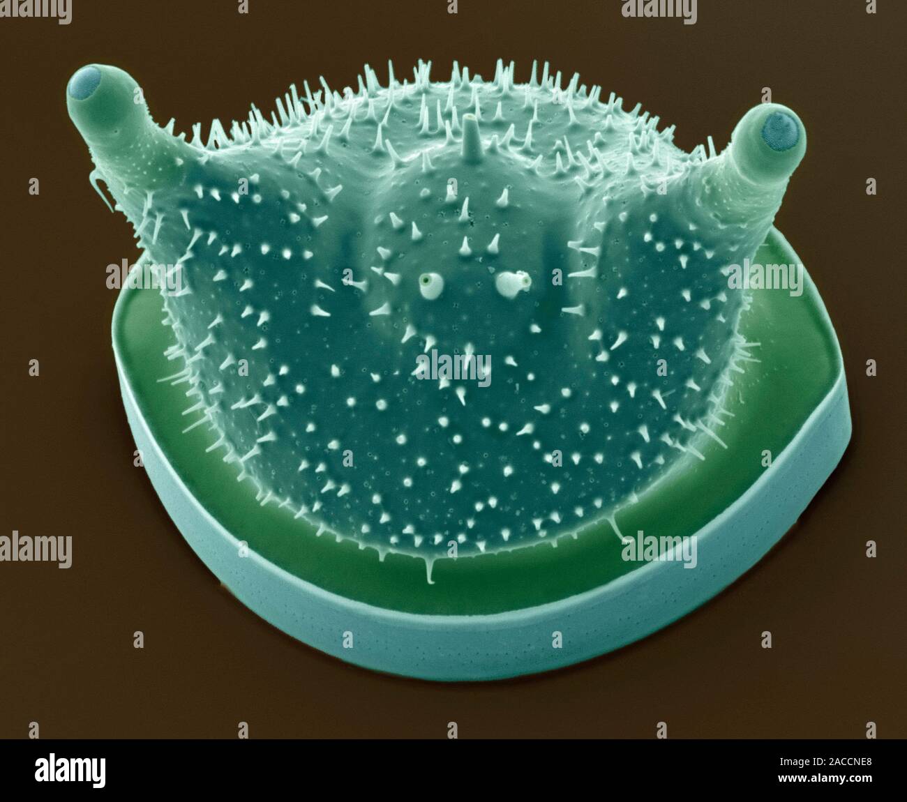 Diatom. Coloured scanning electron micrograph (SEM) of a Biddulphia ...