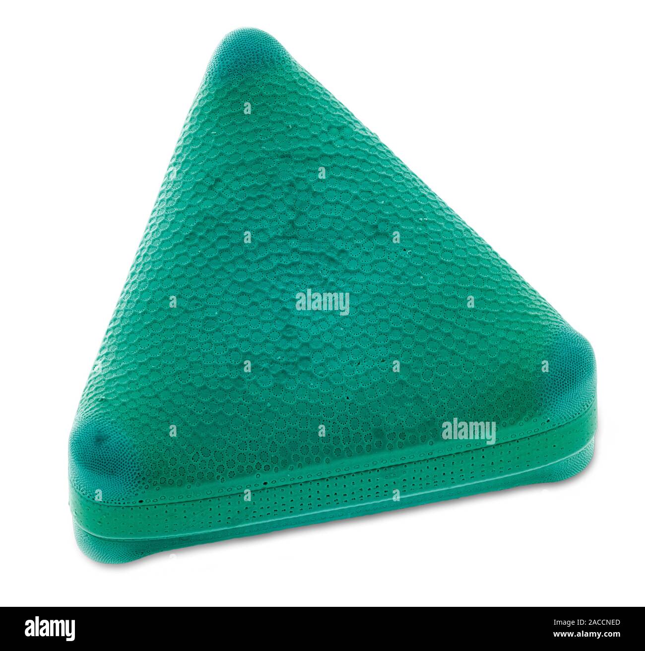 Diatom. Coloured scanning electron micrograph (SEM) of a Trigonium sp ...