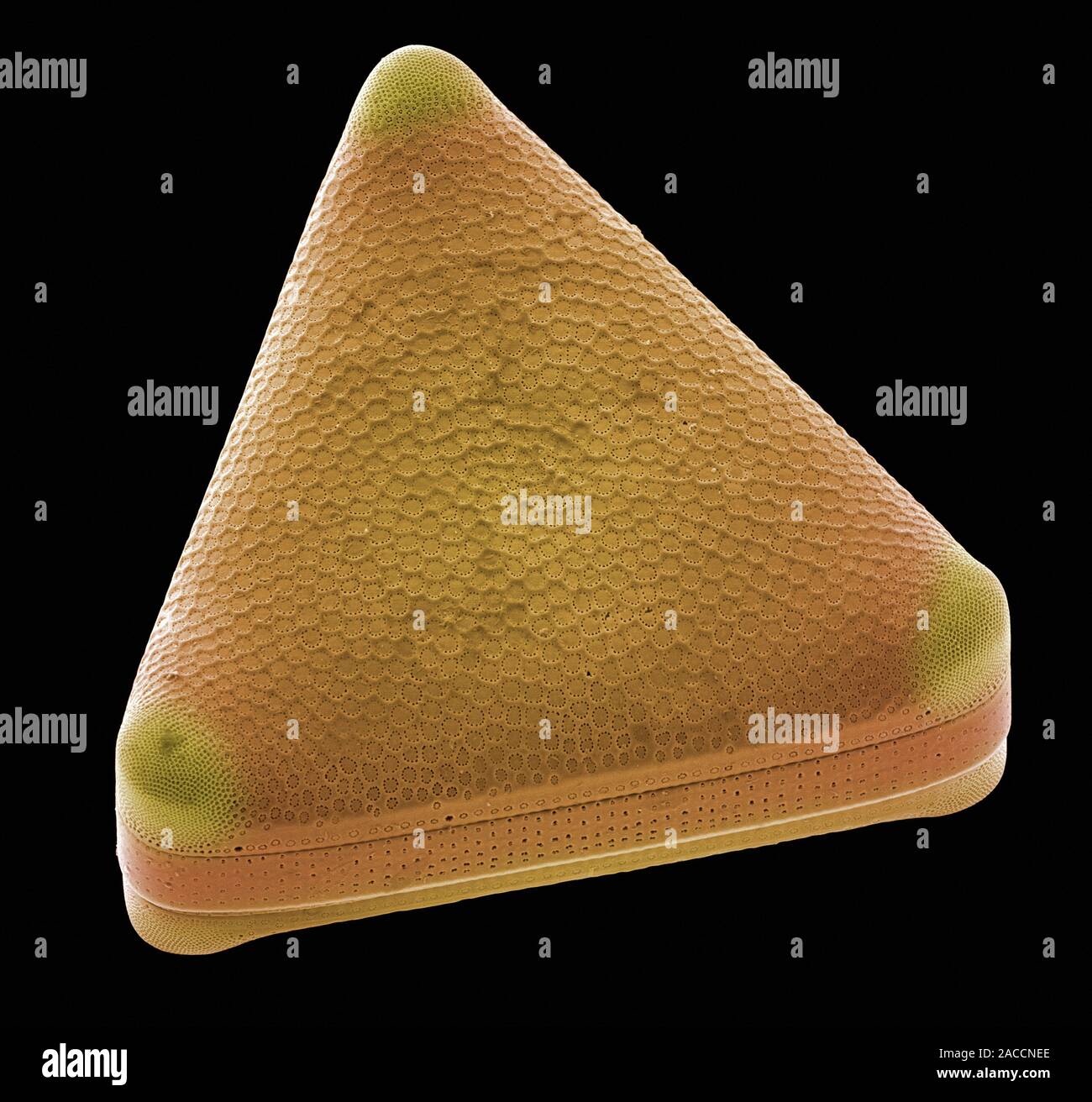 Diatom. Coloured scanning electron micrograph (SEM) of a Trigonium sp ...