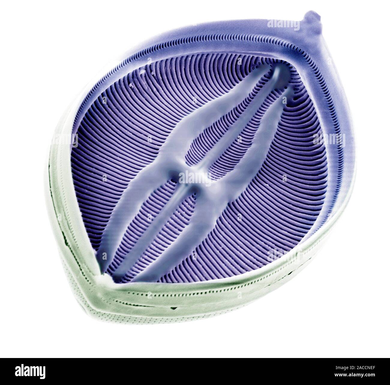 Diatom. Coloured scanning electron micrograph (SEM) of a Lyrella lyra ...