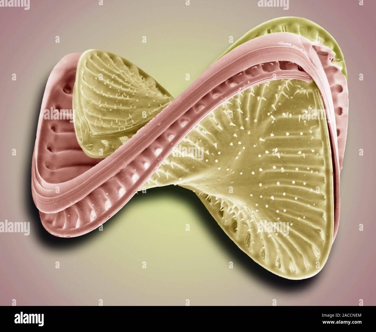 Diatom. Coloured scanning electron micrograph (SEM) of a Campylodiscus ...