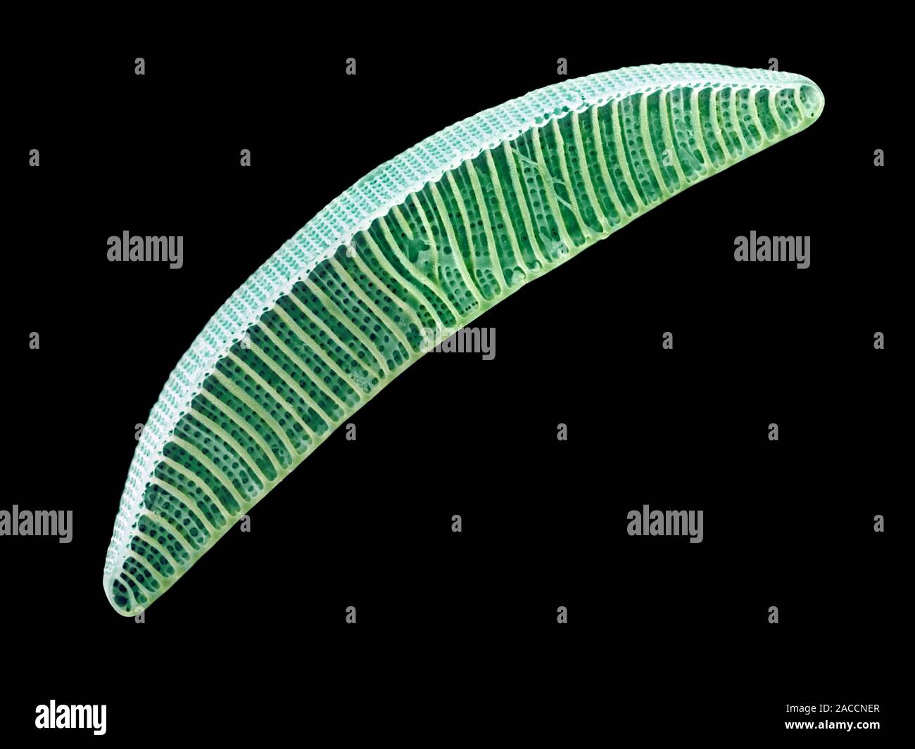 Diatom. Coloured scanning electron micrograph (SEM) of a Cymbella sp ...