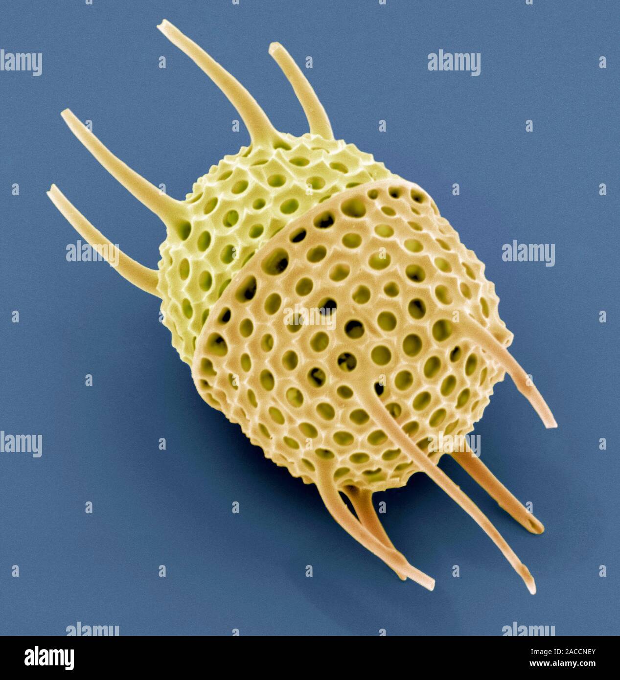 Diatom. Coloured scanning electron micrograph (SEM) of a Stephanopyxis ...