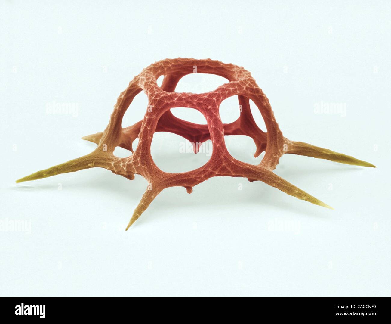 Silicoflagellate. Coloured scanning electron micrograph (SEM) of the ...
