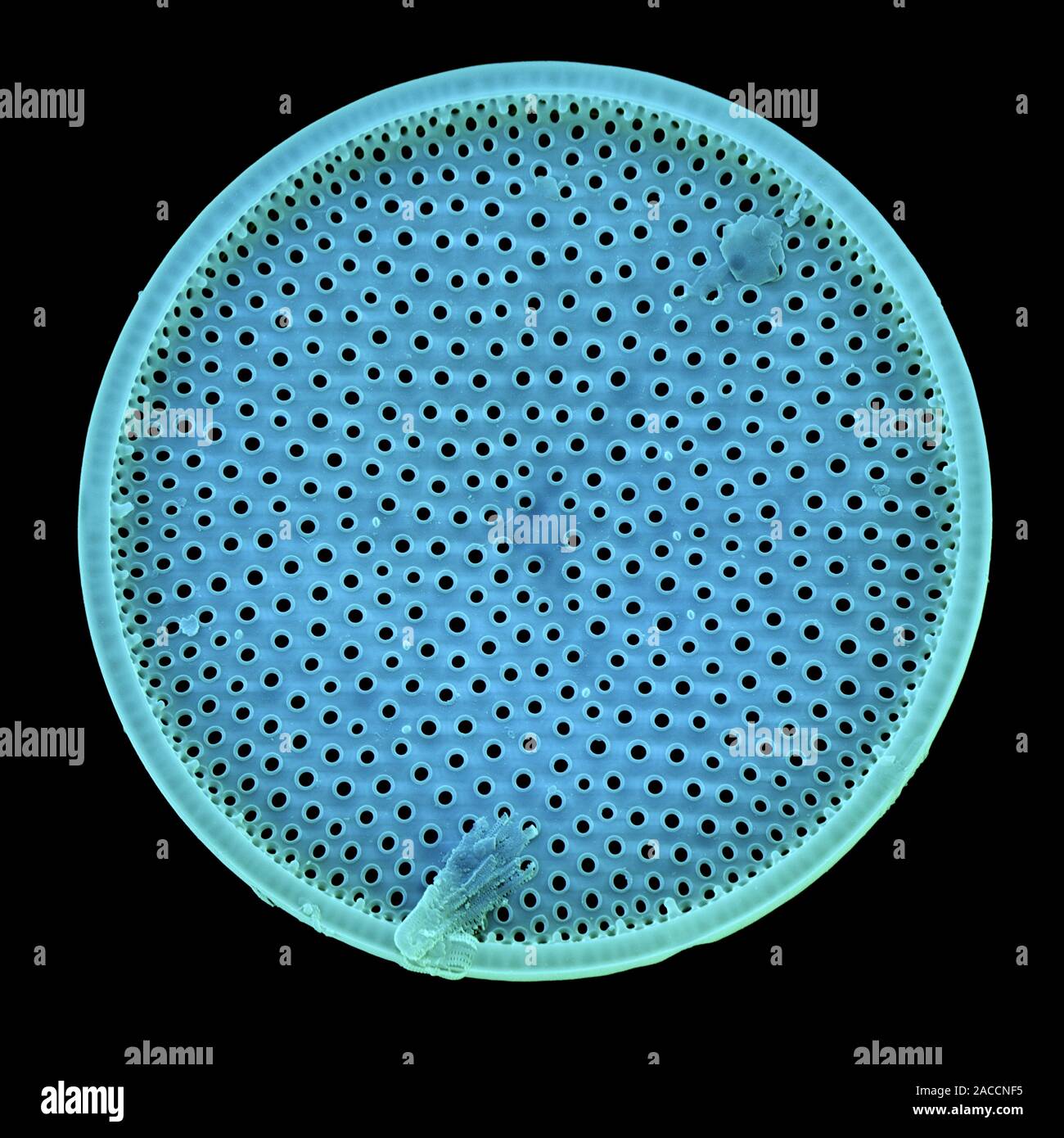 Diatom. Coloured scanning electron micrograph (SEM) of a diatom ...