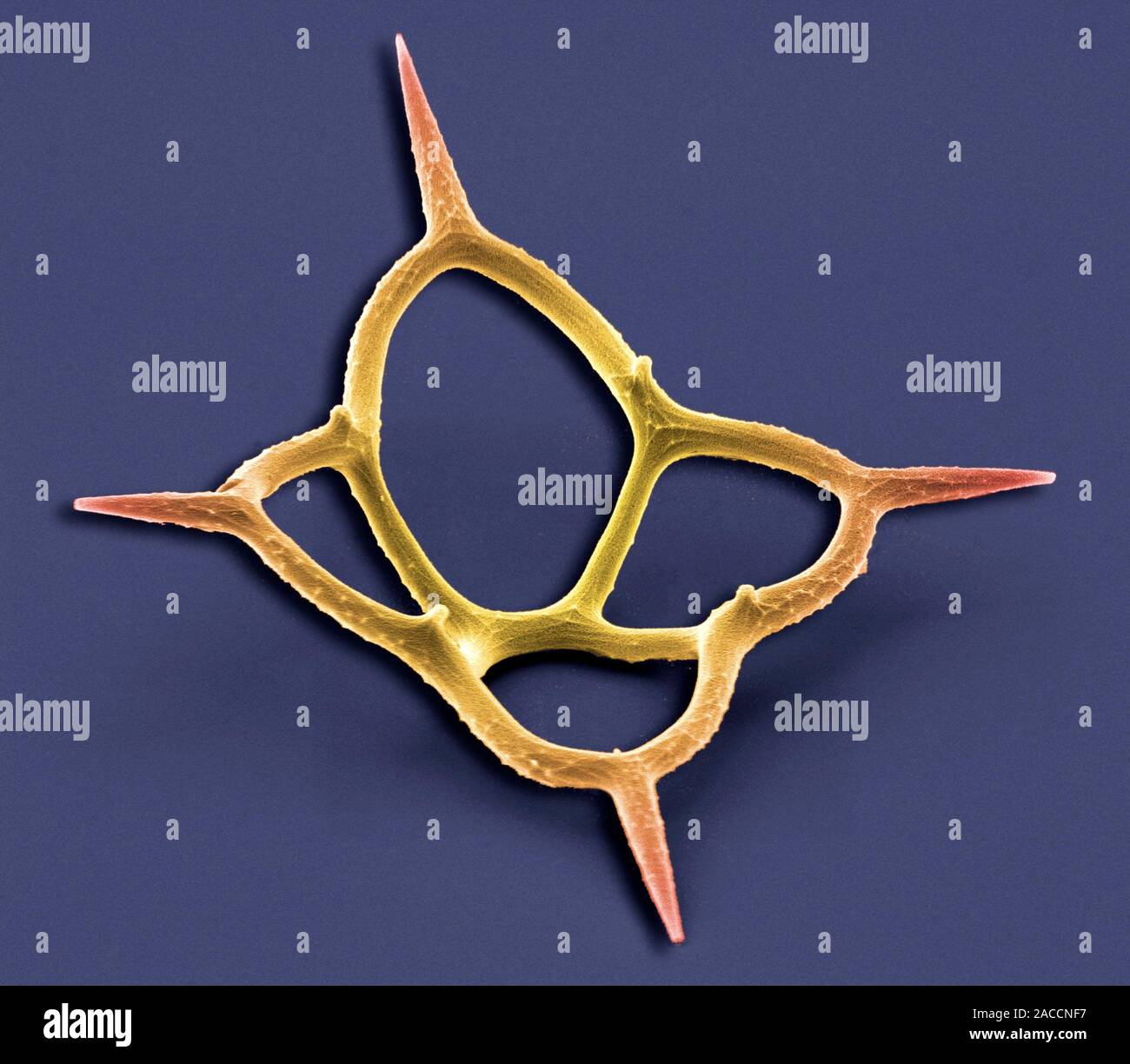 Silicoflagellate. Coloured scanning electron micrograph (SEM) of the ...