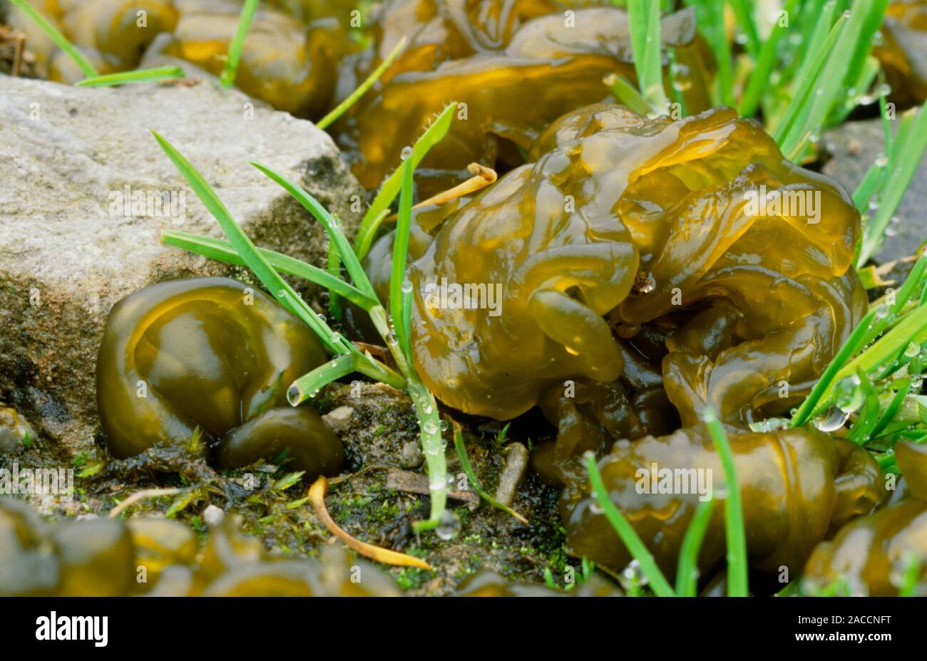 Nostoc, a blue-green algae (Cyanophyta) lying on the moist floor of a ...