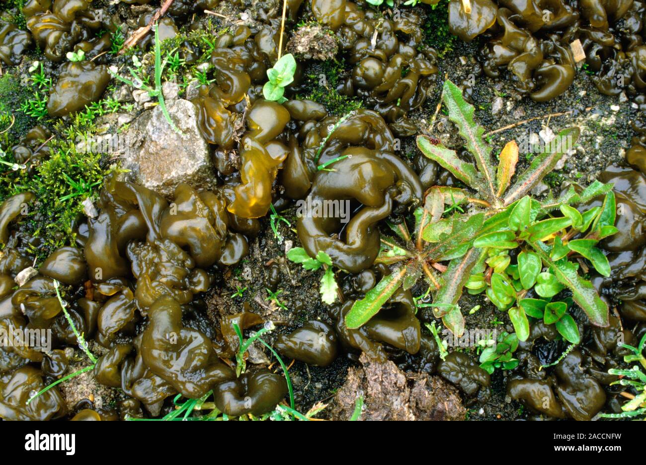 Nostoc, a blue-green algae (Cyanophyta) lying on the moist floor of a ...