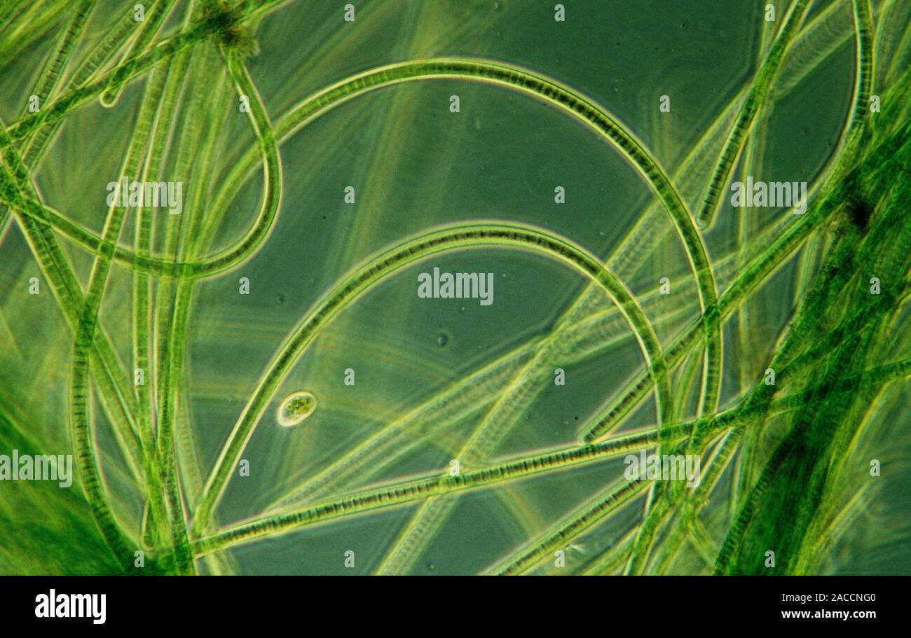 Light micrograph of the filamentous blue-green algae Oscillatoria sp. A ...
