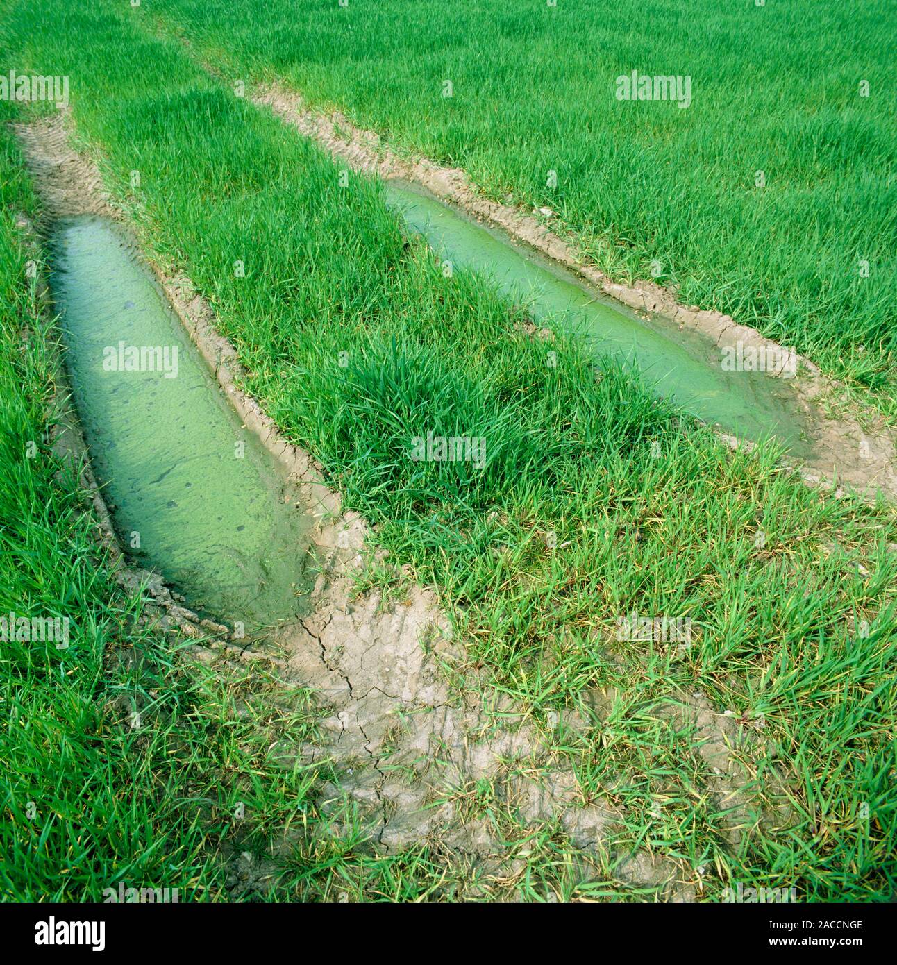 An algal flush of cyanobacteria, formerly called blue- green algae, in ...