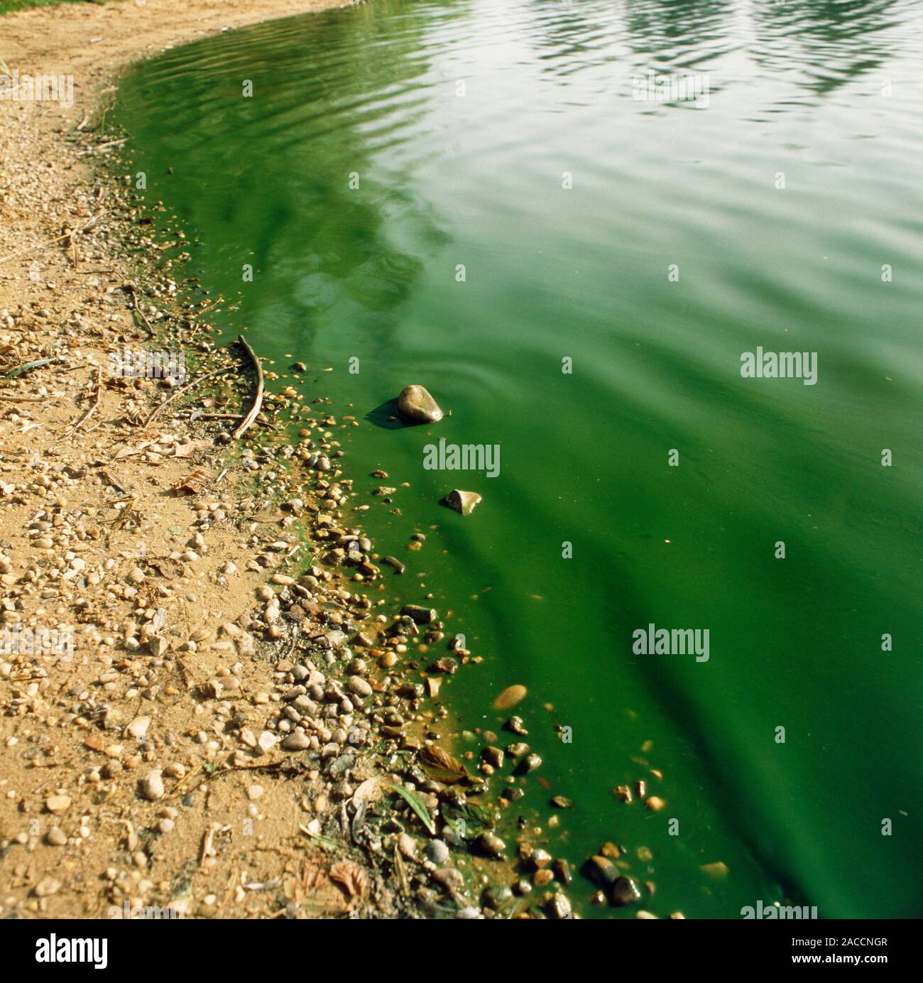 Water of a lake discoloured by blue green algae Cyanophyceae. This ...