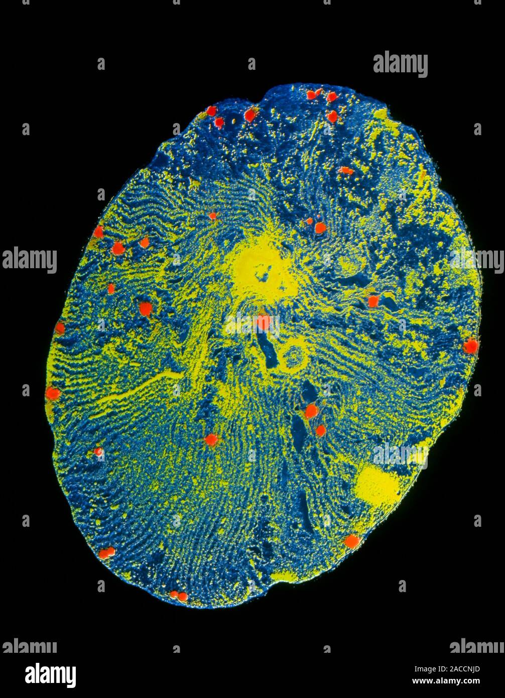 False colour transmission electron micrograph of the blue-green algae ...