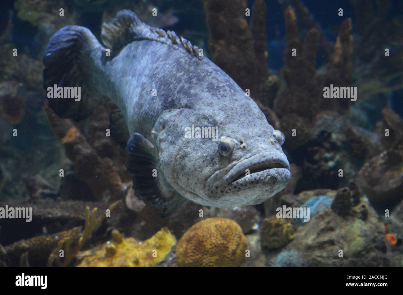 Large gray fish swimming in the tank Stock Photo - Alamy
