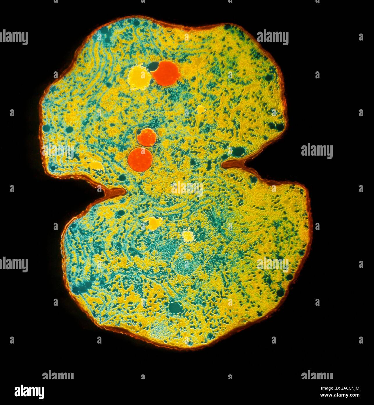 Blue-green algae. Coloured transmission electron micrograph of a ...