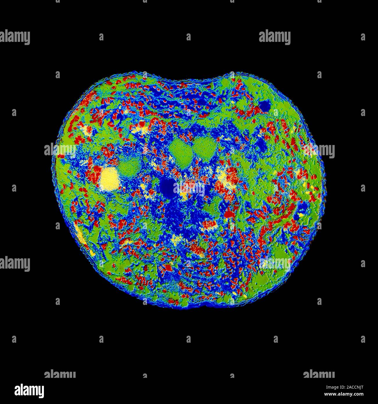 Blue-green algae. Coloured transmission electron micrograph of a single ...