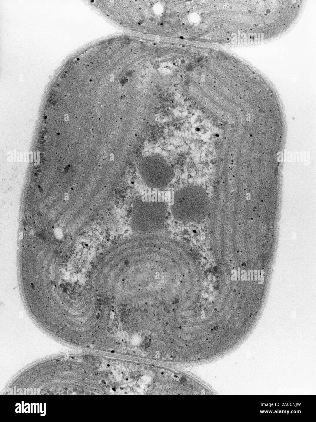 Blue-green algae. Transmission electron micrograph of a single cell of ...