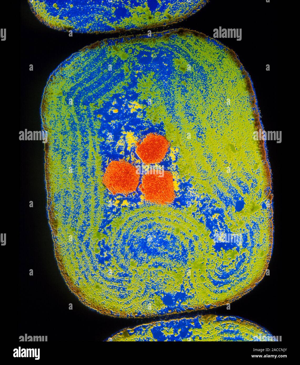 Cyanobacteria. Transmission electron micrograph of a single cell of a ...