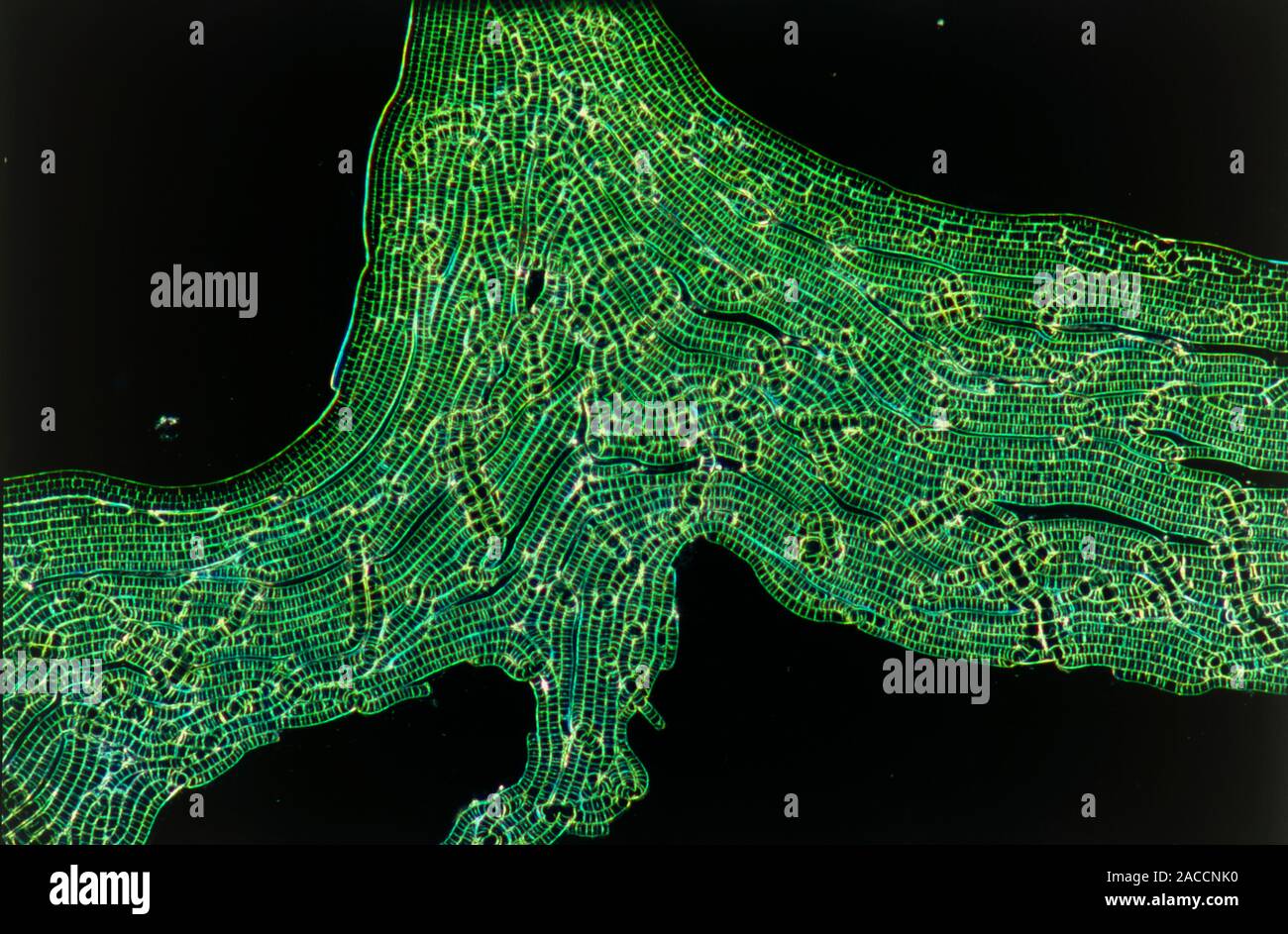 Oscillatoria. Light micrograph of the blue-green algae Oscillatoria sp ...