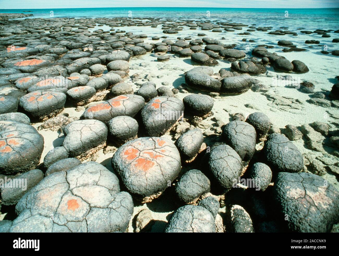 Stromatolites. These mineralised microbial communities are formed from ...