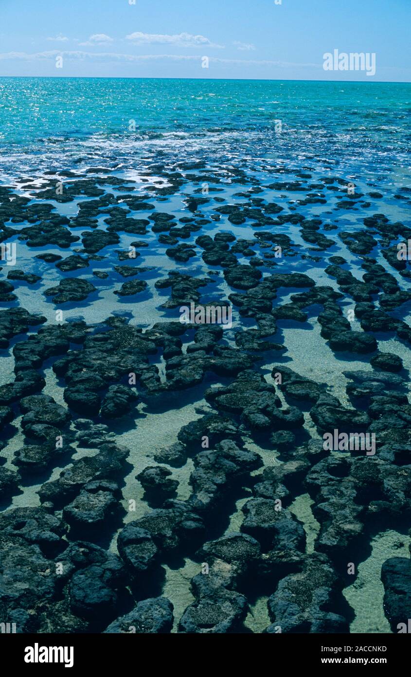 Stromatolites. These are mineralised microbial communities, formed from ...
