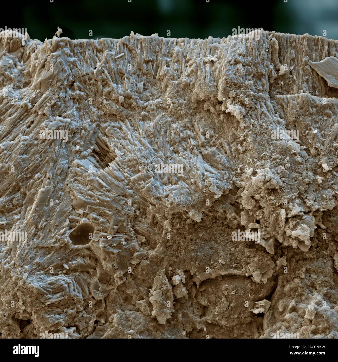 Stromatolites. Coloured scanning electron micrograph (SEM) of the ...