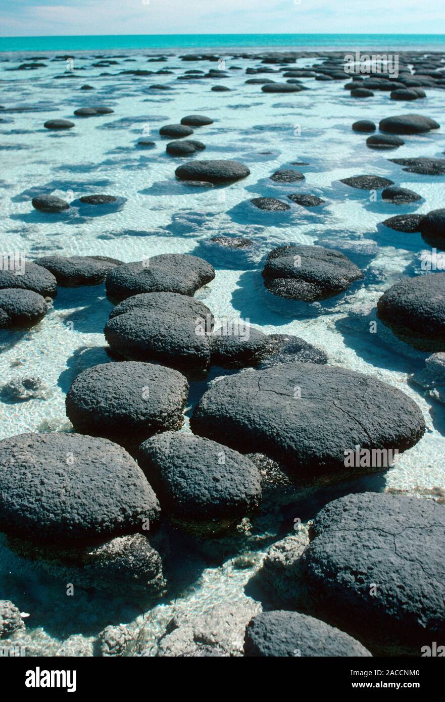 Stromatolites. These are mineralised microbial communities, formed from ...